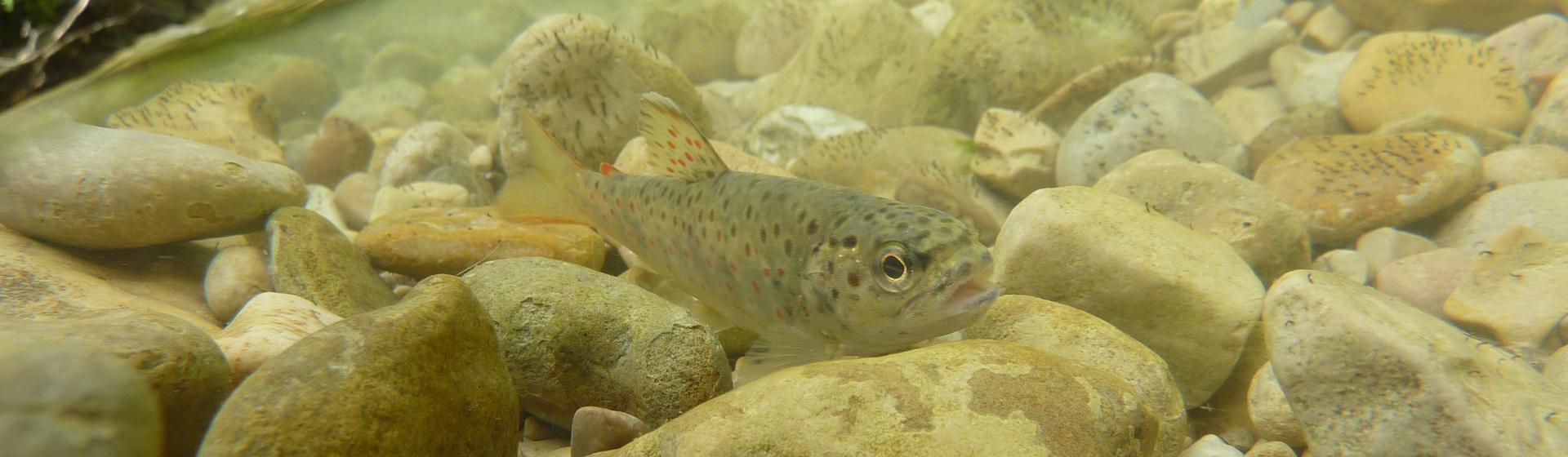 TRUITE FARIO - Fédération de pêche du Var