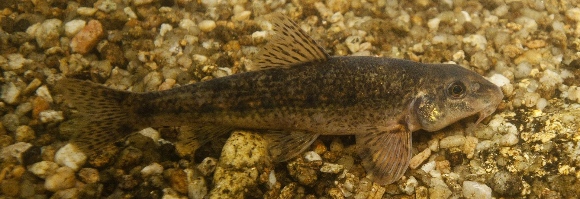 GOUJON - Fédération de pêche du Var