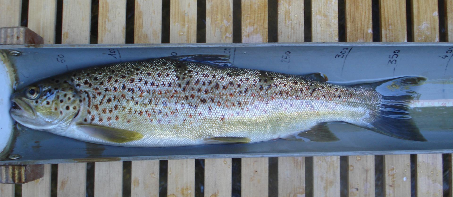 TAILLES ET QUOTAS DES POISSONS - Fédération de pêche du Var