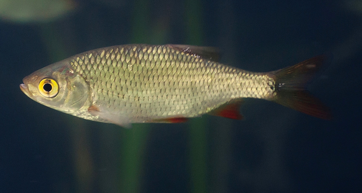 AUTRES POISSONS BLANCS - Fédération de pêche du Var